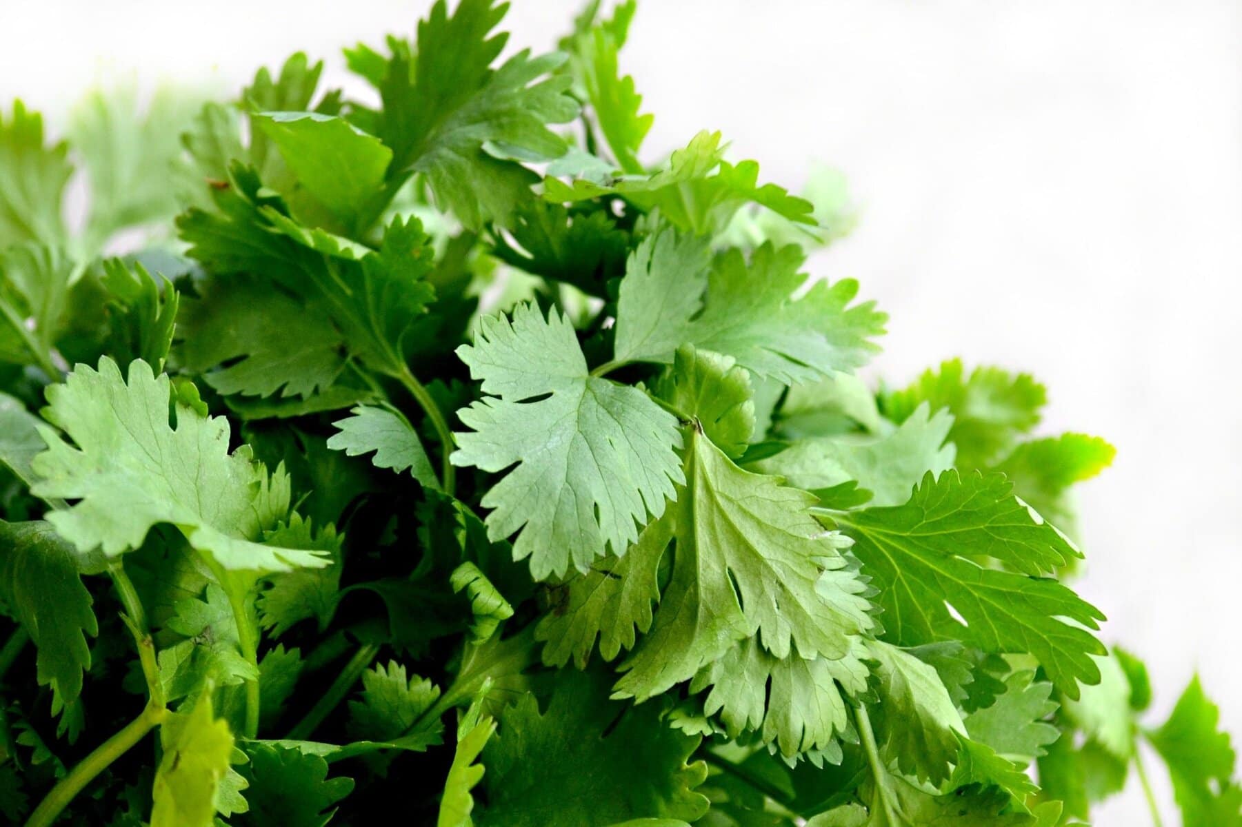 Cilantro Medicinal Uses: 7 Proven Health Benefits & Applications