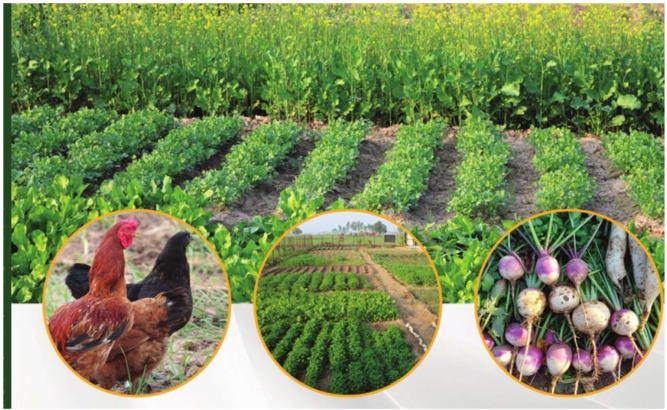 Organic Farming Techniques: 5 Simple Methods to Start Home