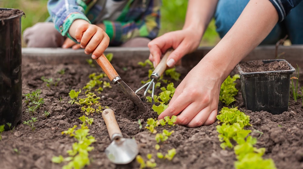 Improve Soil Health Naturally 13 Easy Tips For Beginners